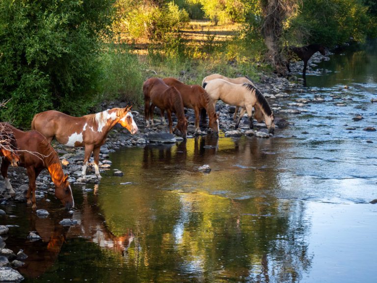 2021 Highlights and Looking Ahead-2022 - Focus Ranch - A Real Working ...