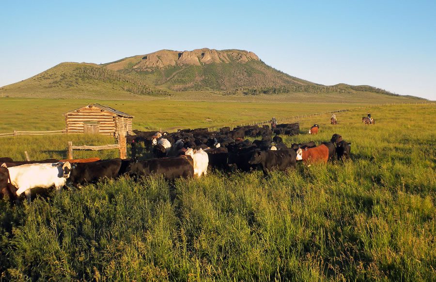 Photo Gallery - Focus Ranch - A Real Working Cattle Ranch in Slater ...