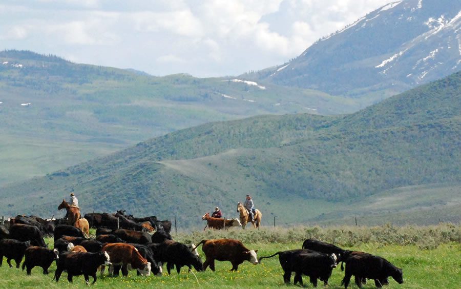 Photo Gallery - Focus Ranch - A Real Working Cattle Ranch in Slater ...
