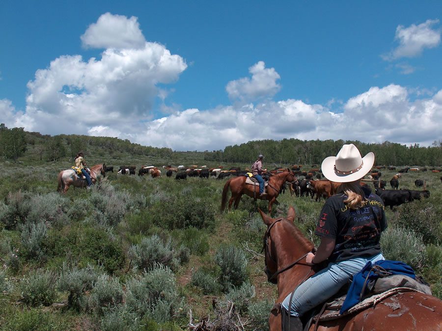 Photo Gallery - Focus Ranch - A Real Working Cattle Ranch in Slater ...