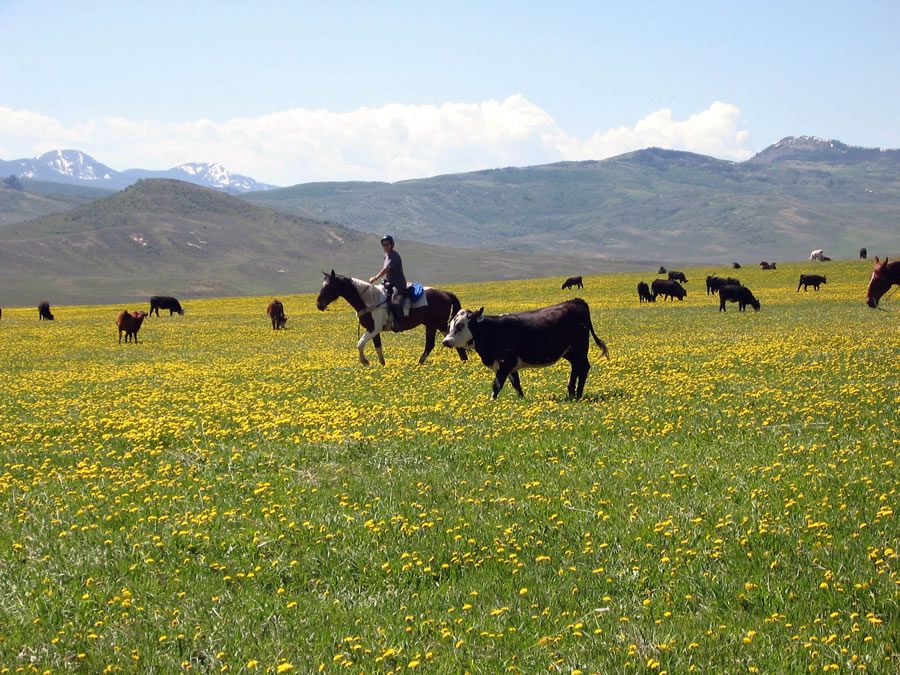 Photo Gallery - Focus Ranch - A Real Working Cattle Ranch in Slater ...