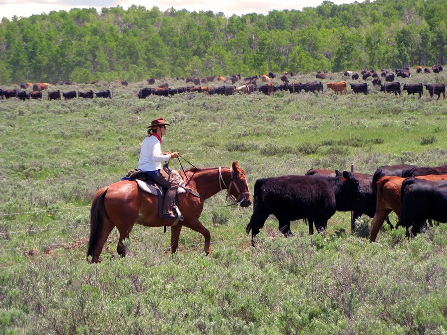Photo Gallery - Focus Ranch - A Real Working Cattle Ranch in Slater ...